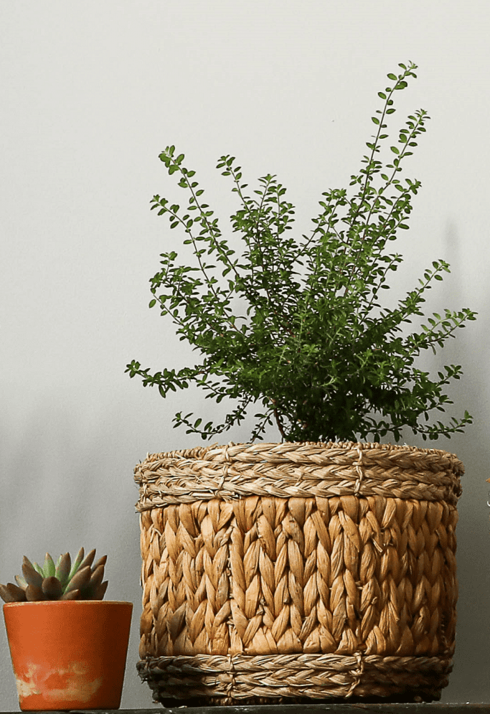 Top 5 signature Woven Pot Planter for sustainable living