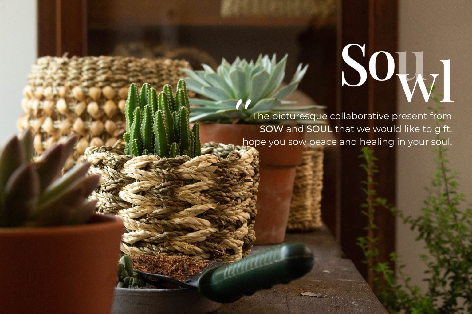 Top 5 benefits of houseplants with basket weave planter